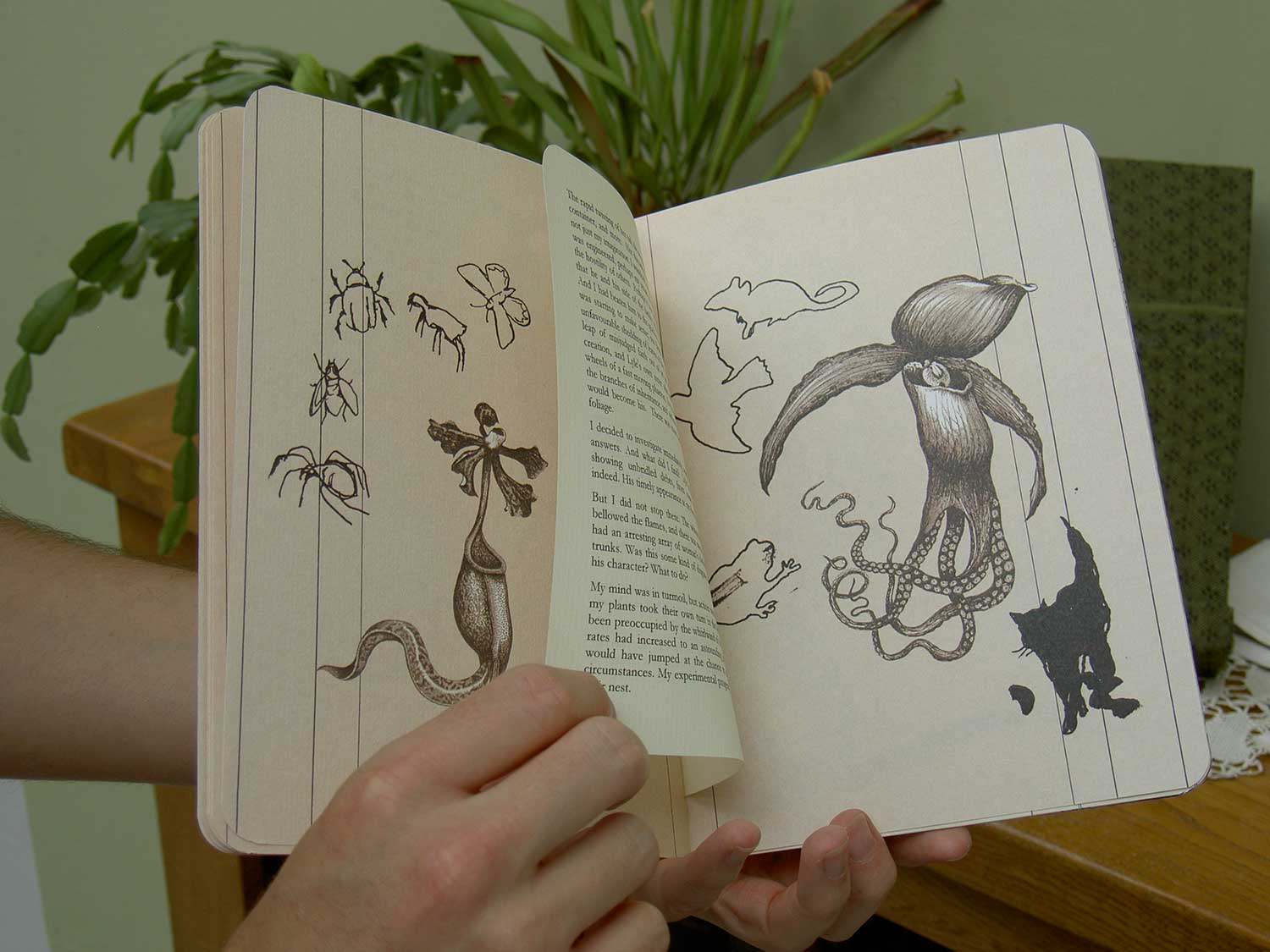 The Devil’s Noose – Heidi Ball @helloheidiball